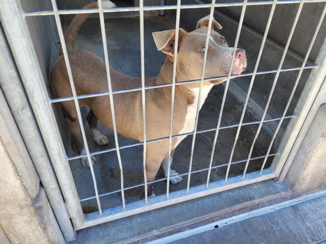 Adopt DOOBY Today - Find Paw Pal