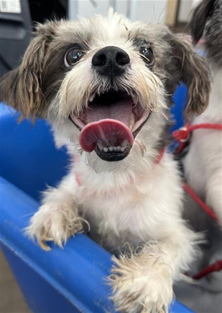 Adopt GINA Today - Find Paw Pal