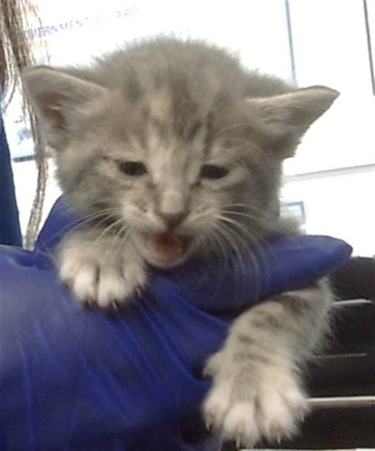 Adopt STUFFY Today - Find Paw Pal