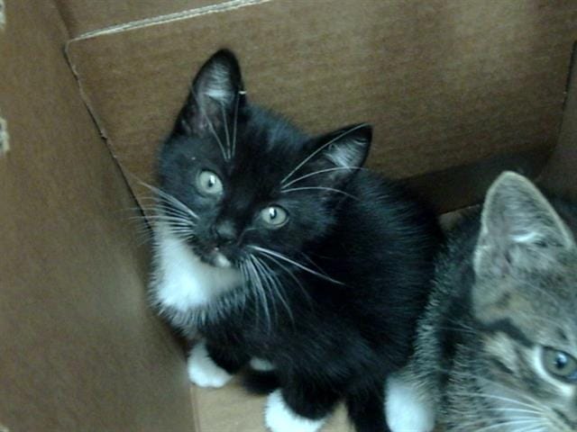 Adopt FERN Today - Find Paw Pal