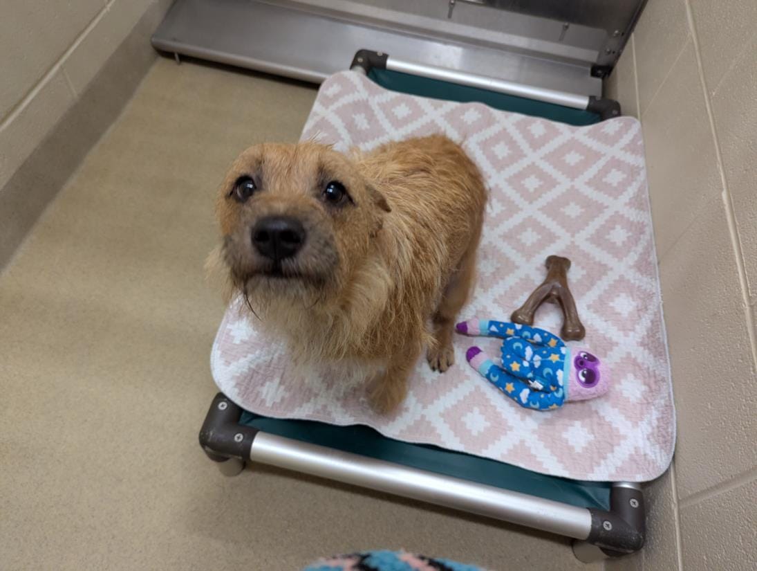 Adopt ORACLE Today - Find Paw Pal