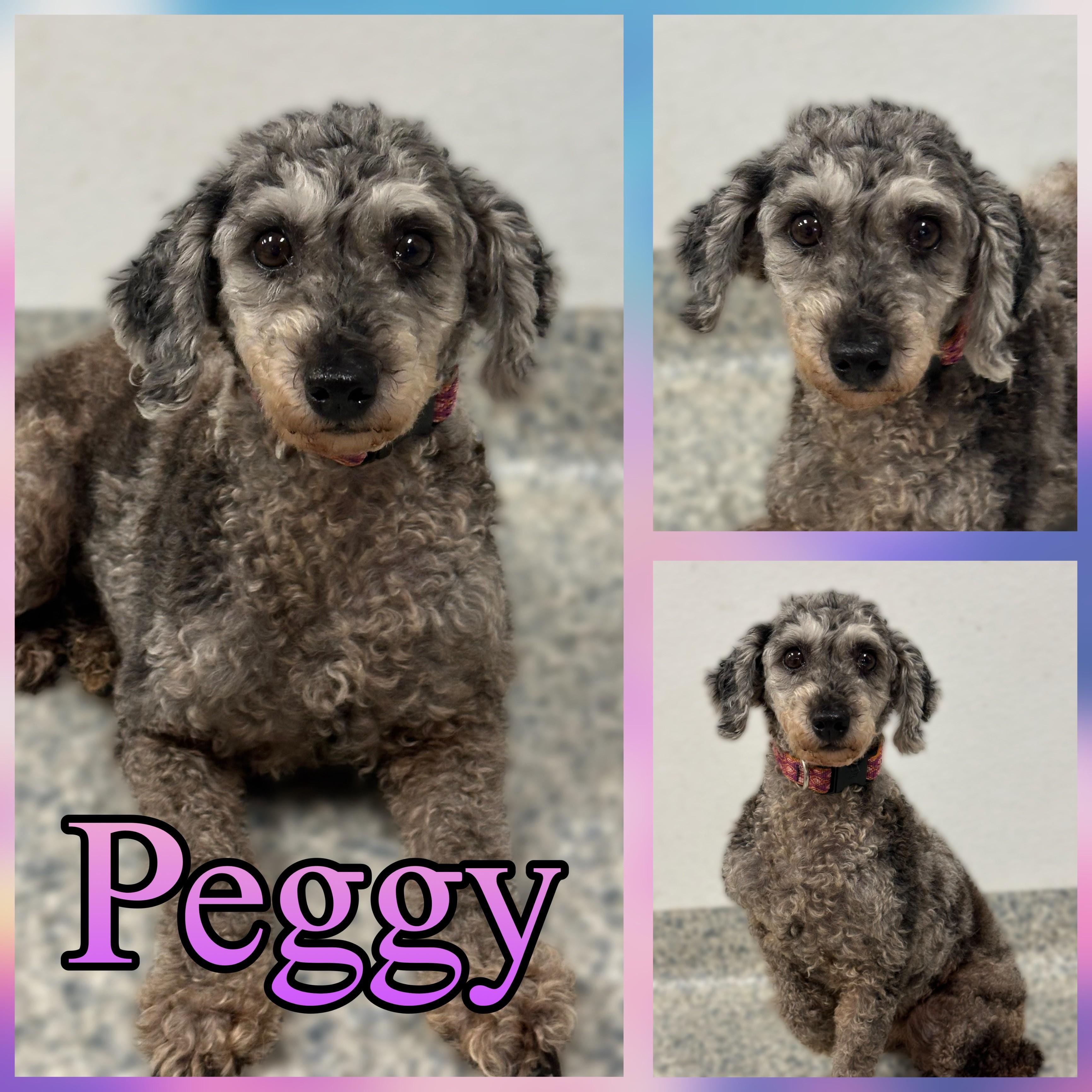 Adopt PEGGY Today - Find Paw Pal
