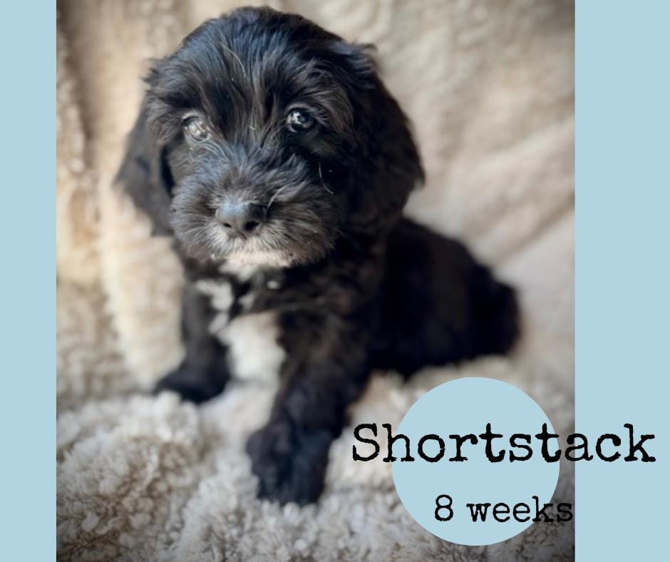 Adopt Shortstack Today - Find Paw Pal