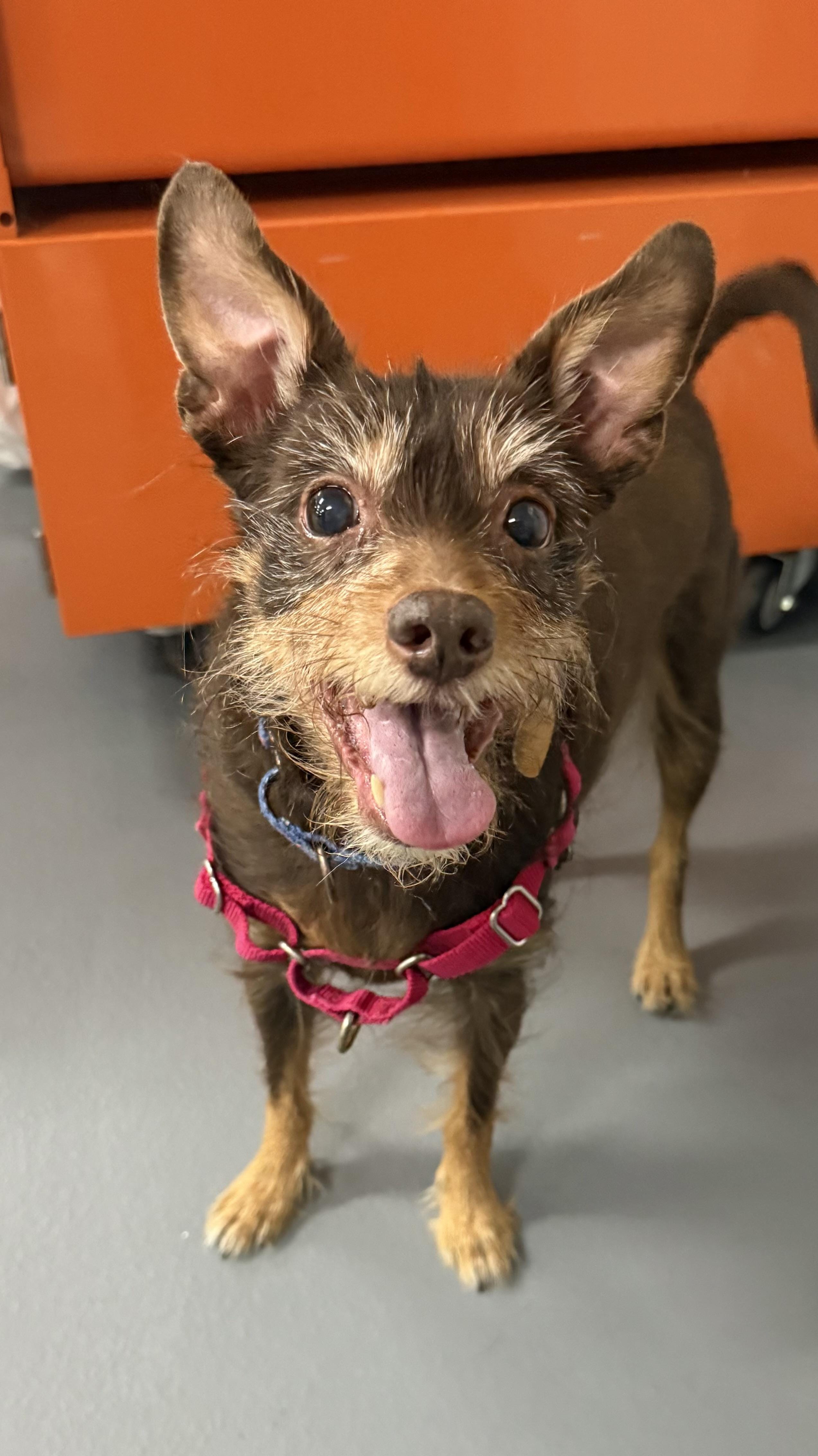 Adopt Mallory Today - Find Paw Pal