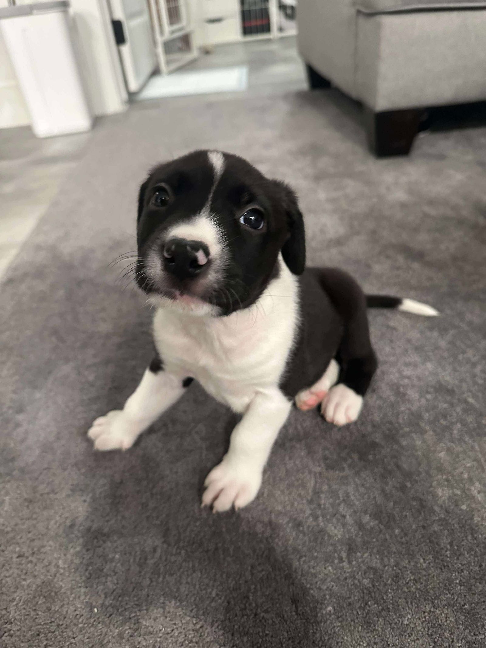 Adopt Winnie Today - Find Paw Pal