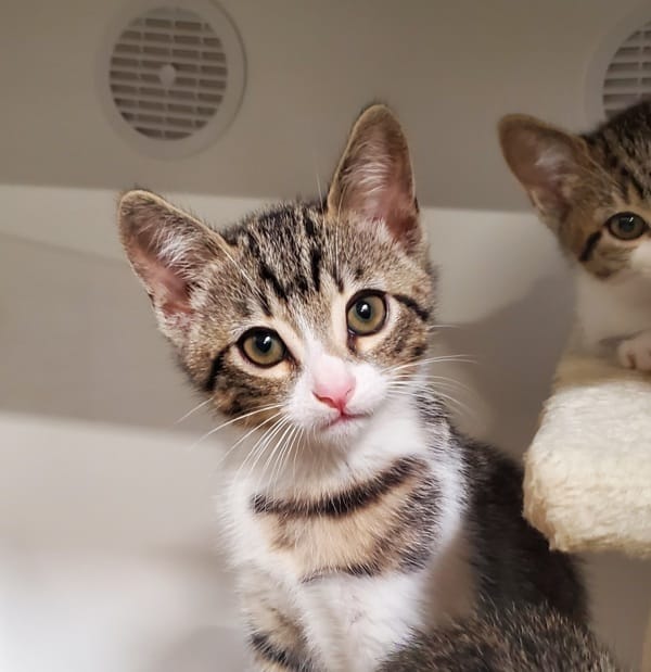 Adopt Tinky Winky Today - Find Paw Pal