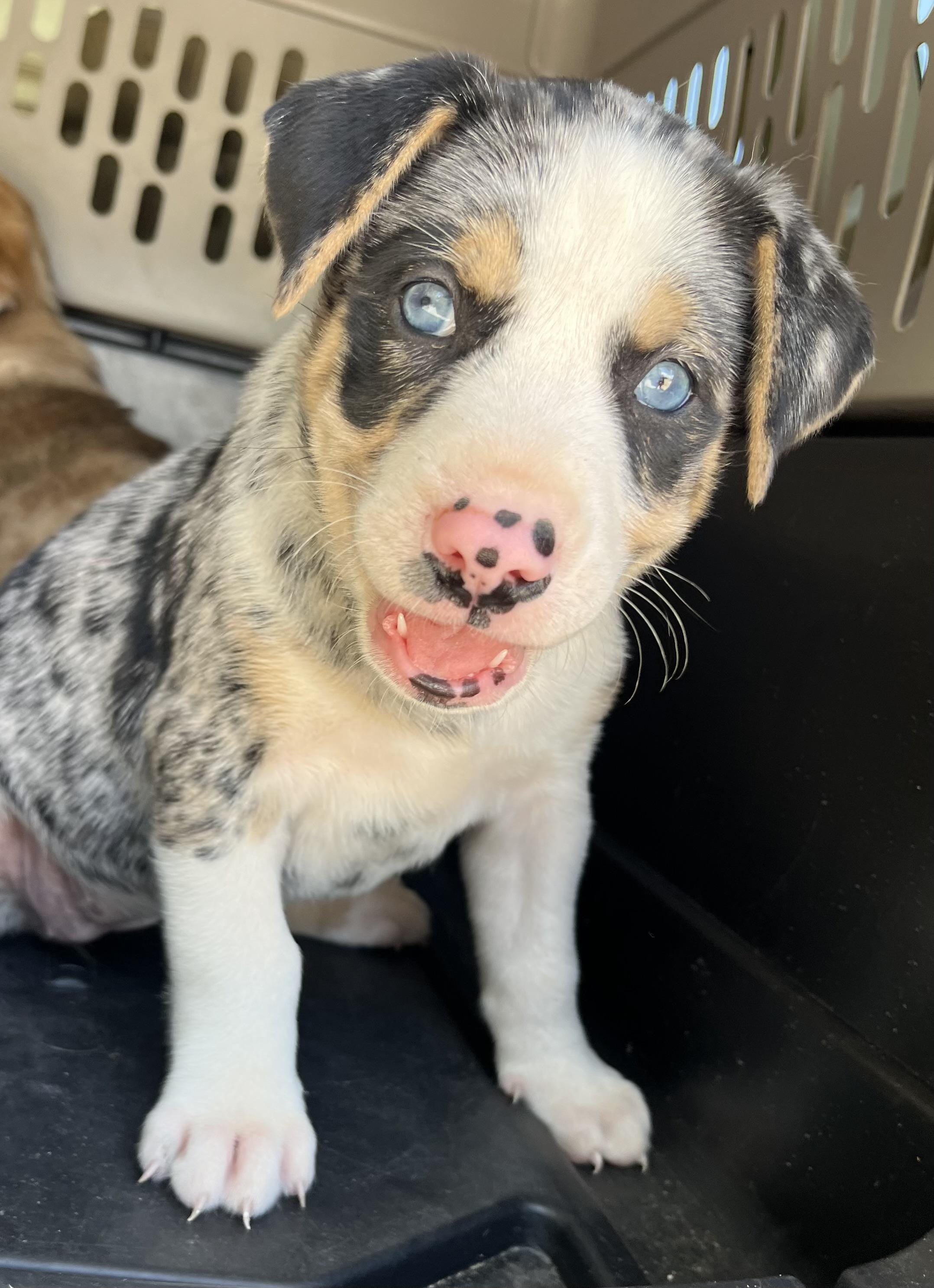 Adopt Berry Today - Find Paw Pal