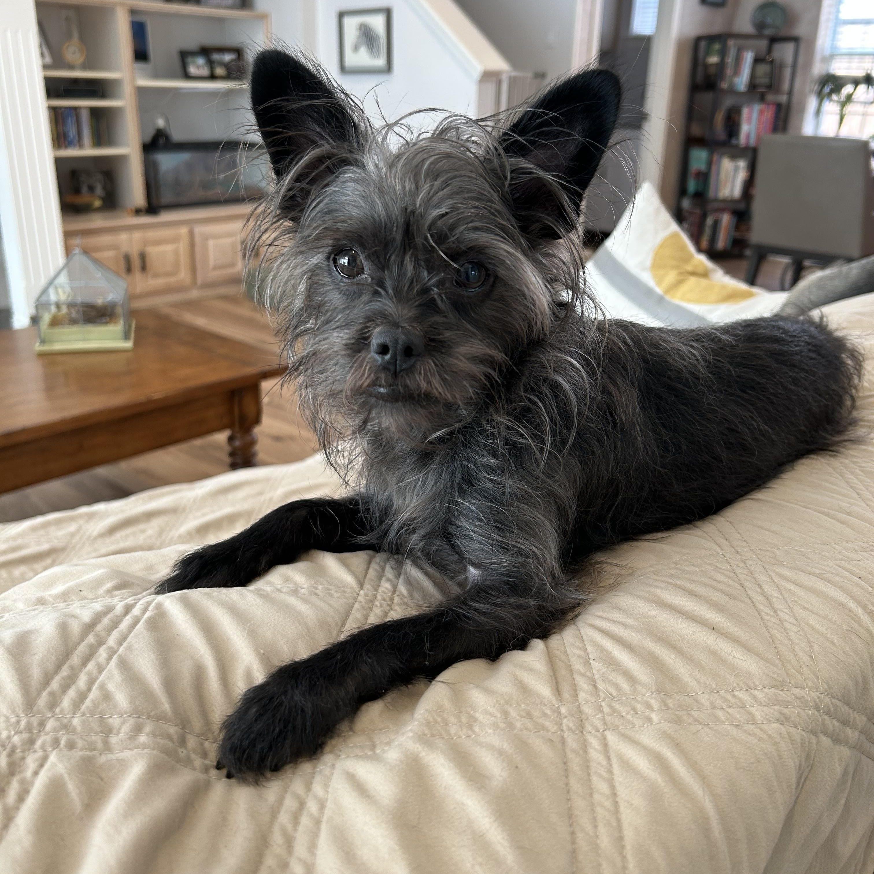 Adopt Nora Today - Find Paw Pal