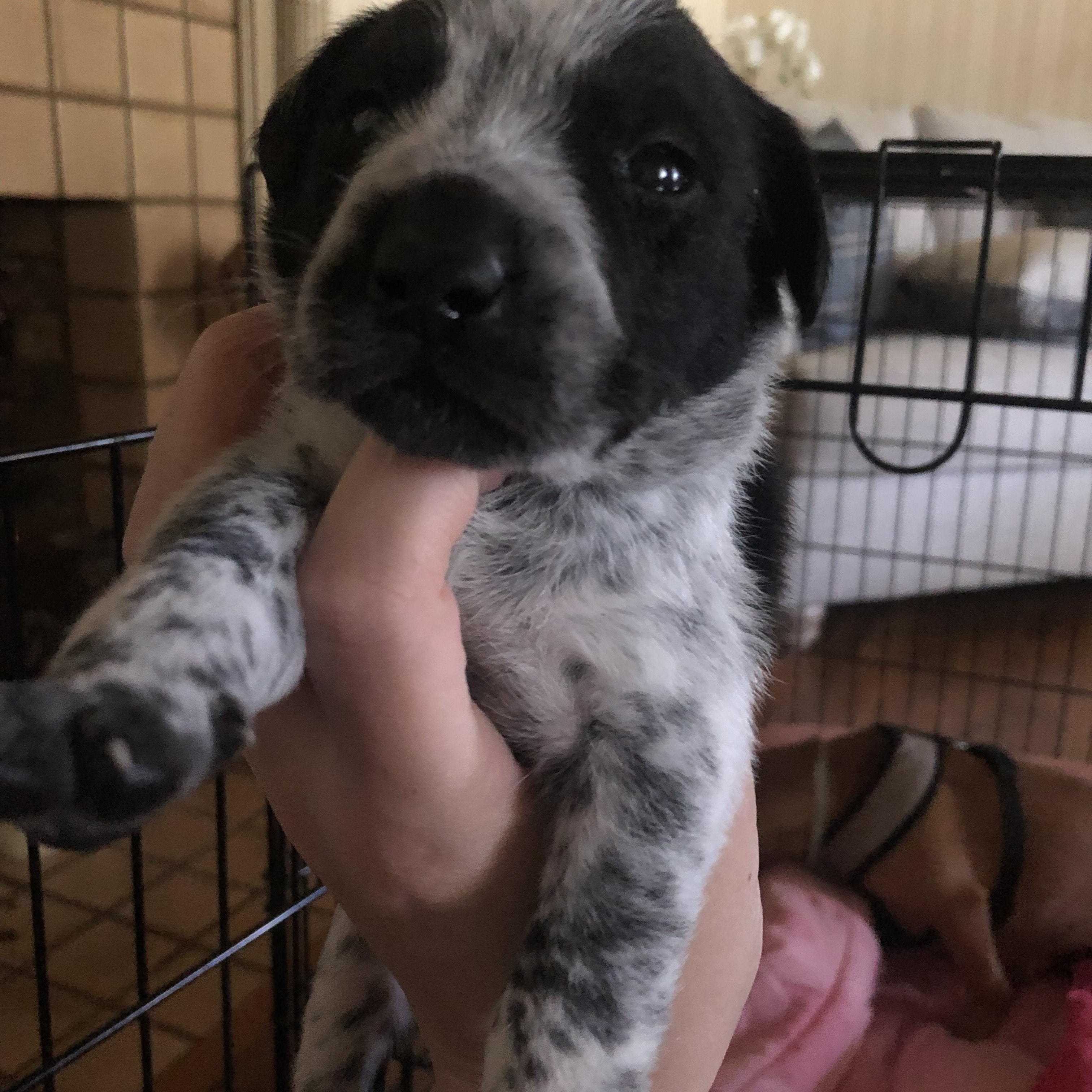 Adopt Freckles Today - Find Paw Pal