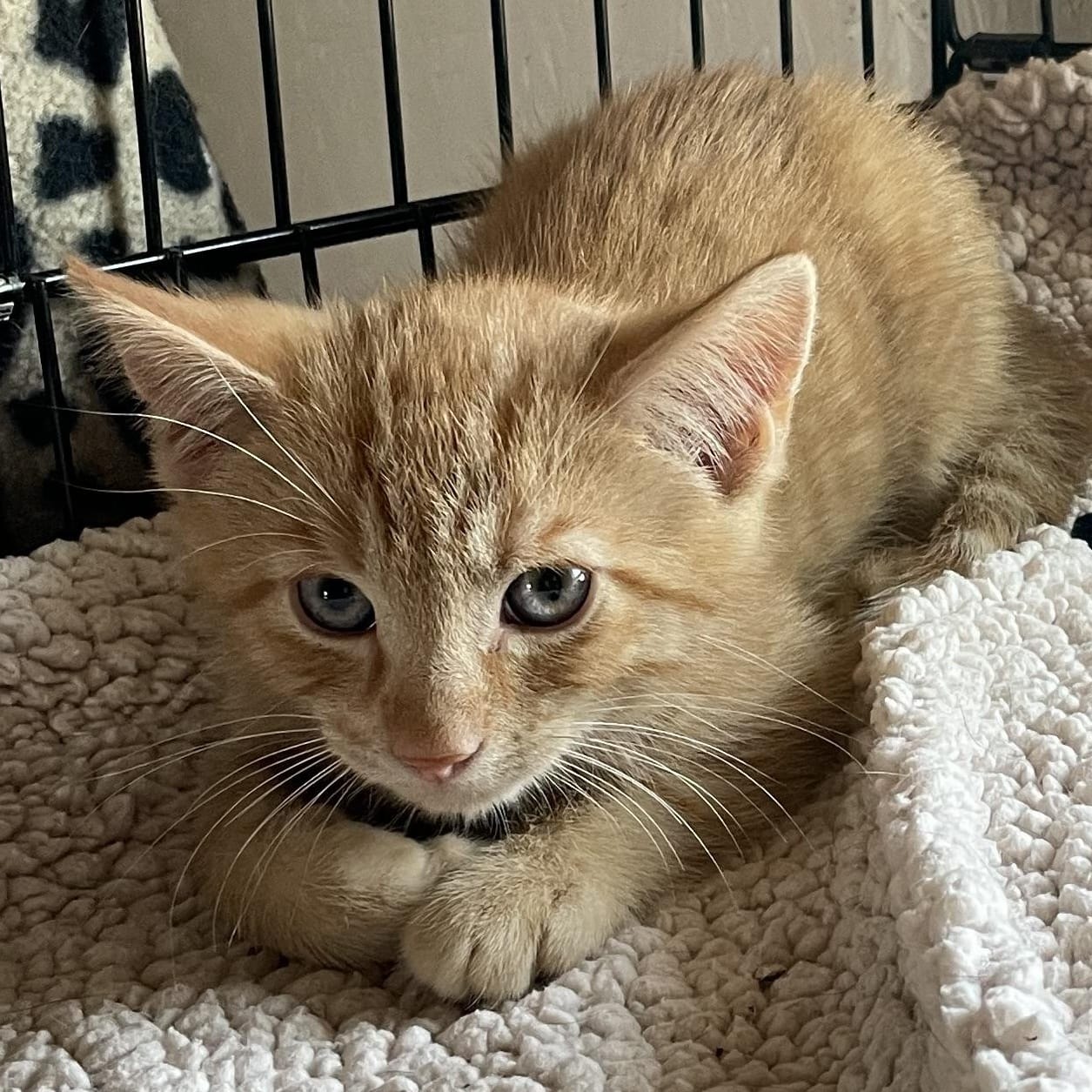 Adopt Kittens - Coming soon! Today - Find Paw Pal