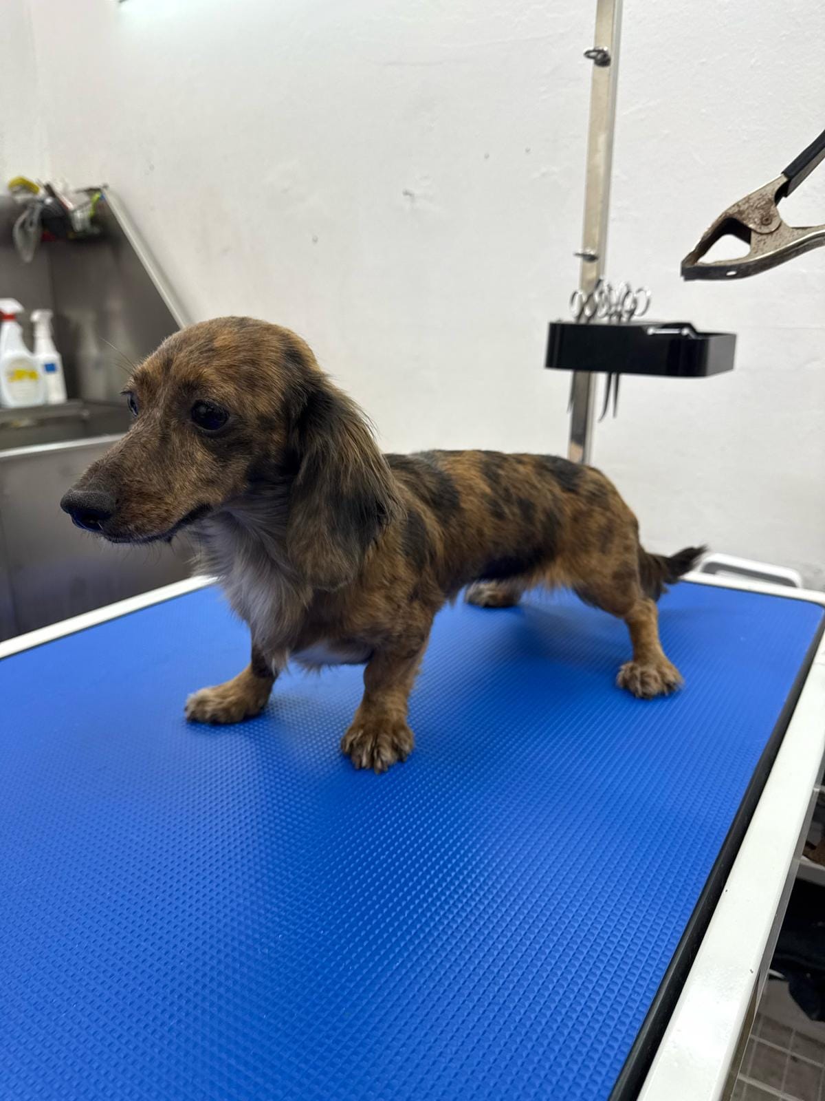 Adopt Winnie Today - Find Paw Pal