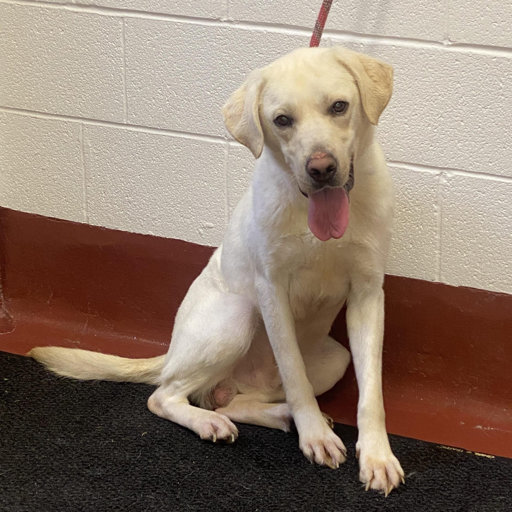 Adopt Marvin Today - Find Paw Pal