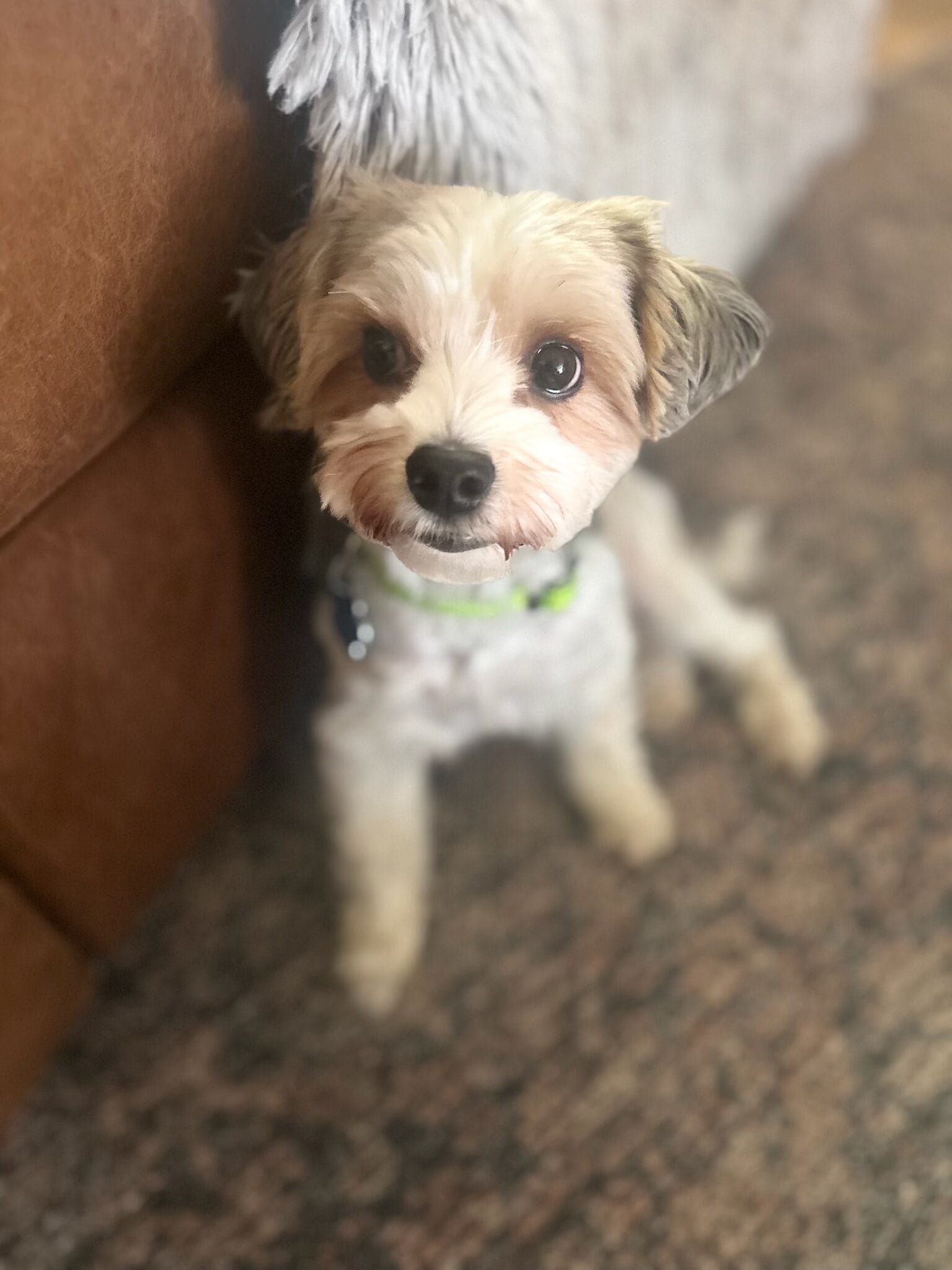 Adopt Mason Today - Find Paw Pal