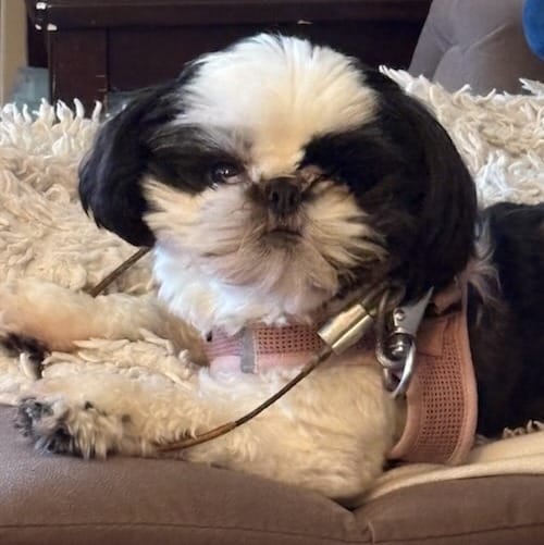 Adopt Boomer Today - Find Paw Pal