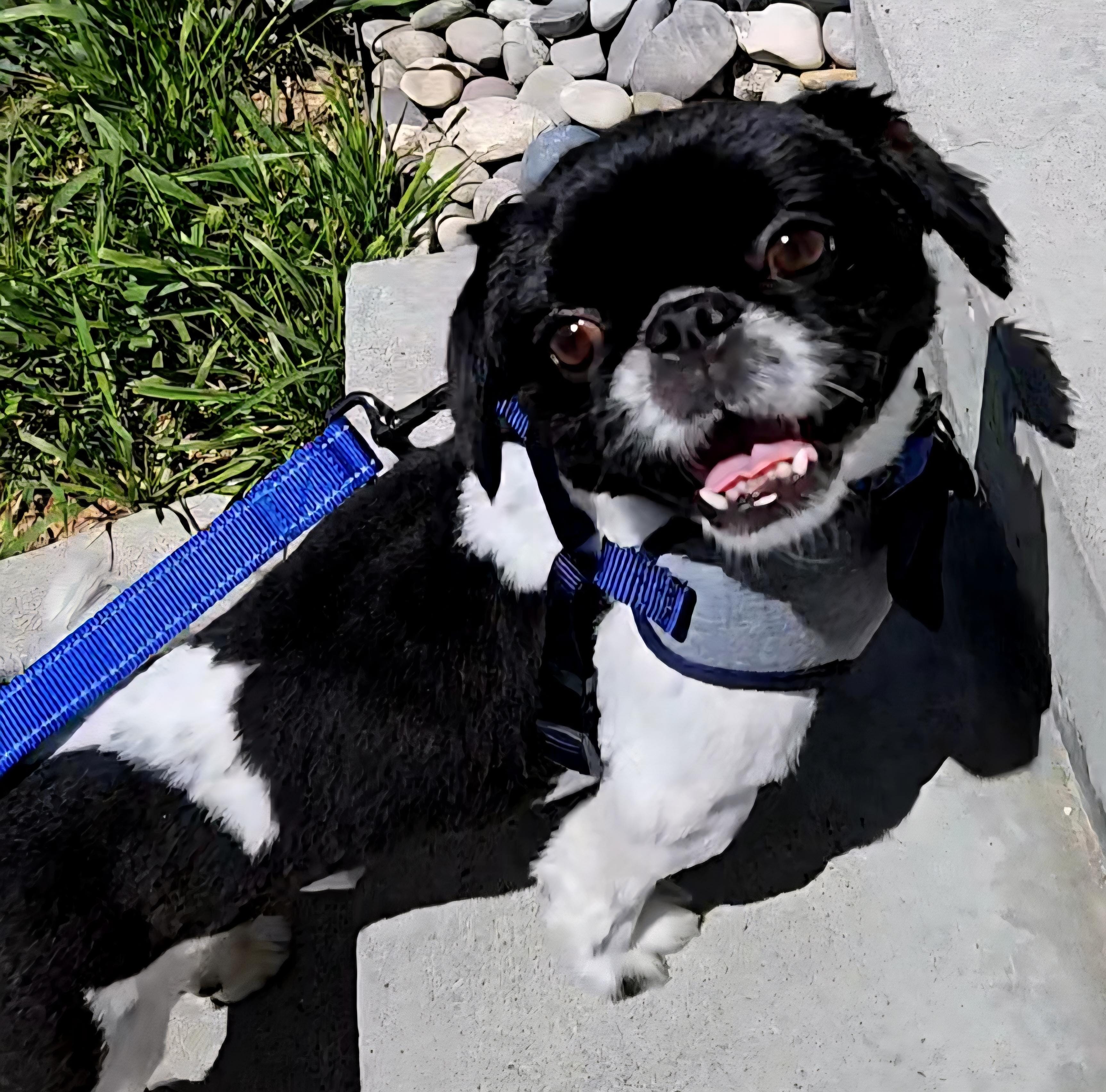 Adopt Phat Phat Today - Find Paw Pal