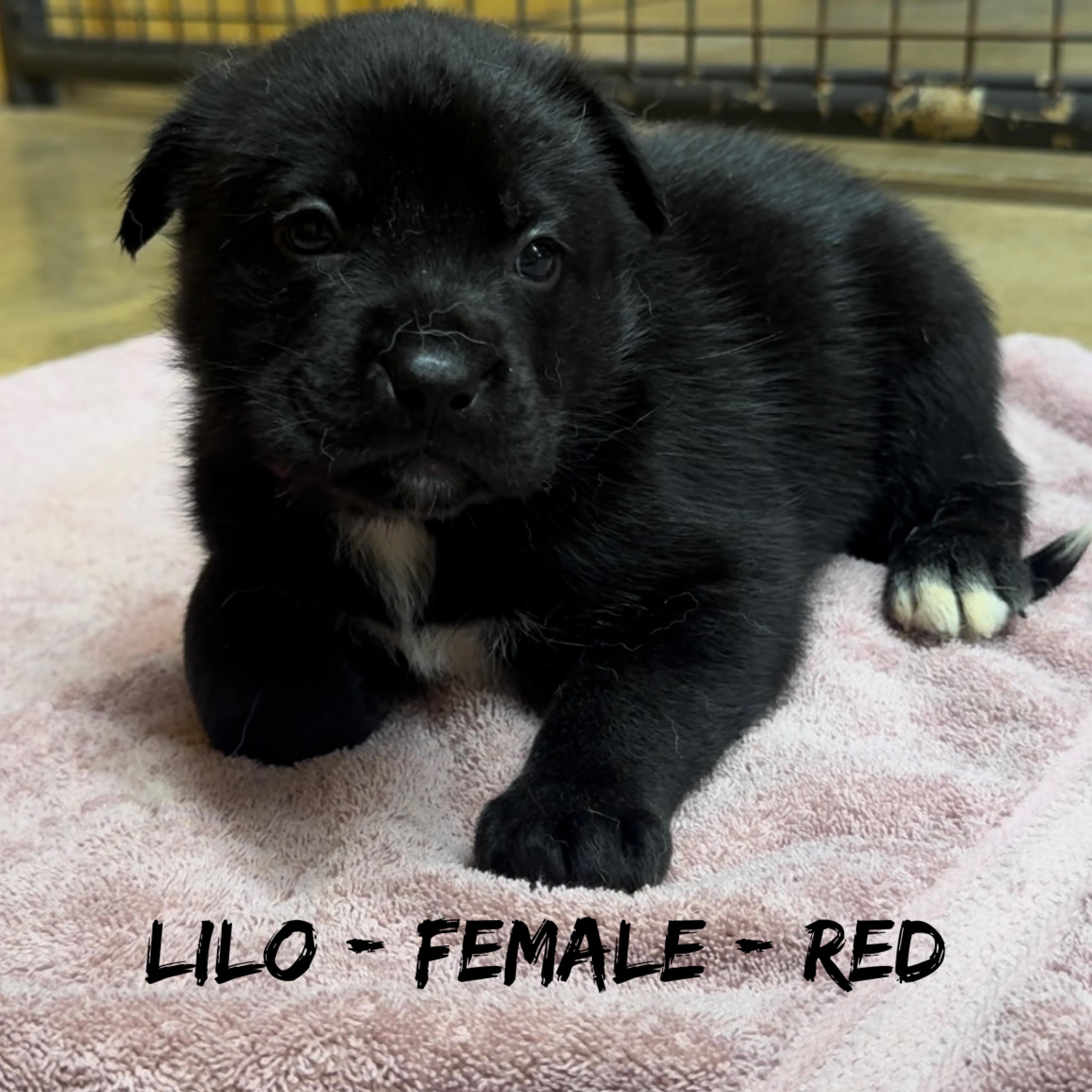 Adopt Lilo Today - Find Paw Pal