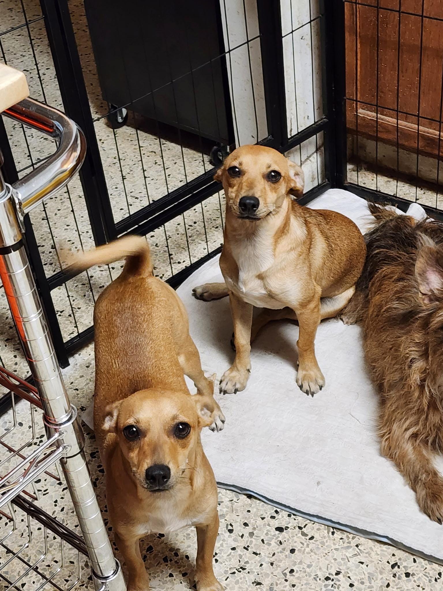 Adopt Lil Bit & Rockie Today - Find Paw Pal