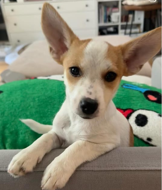 Adopt Boba Today - Find Paw Pal
