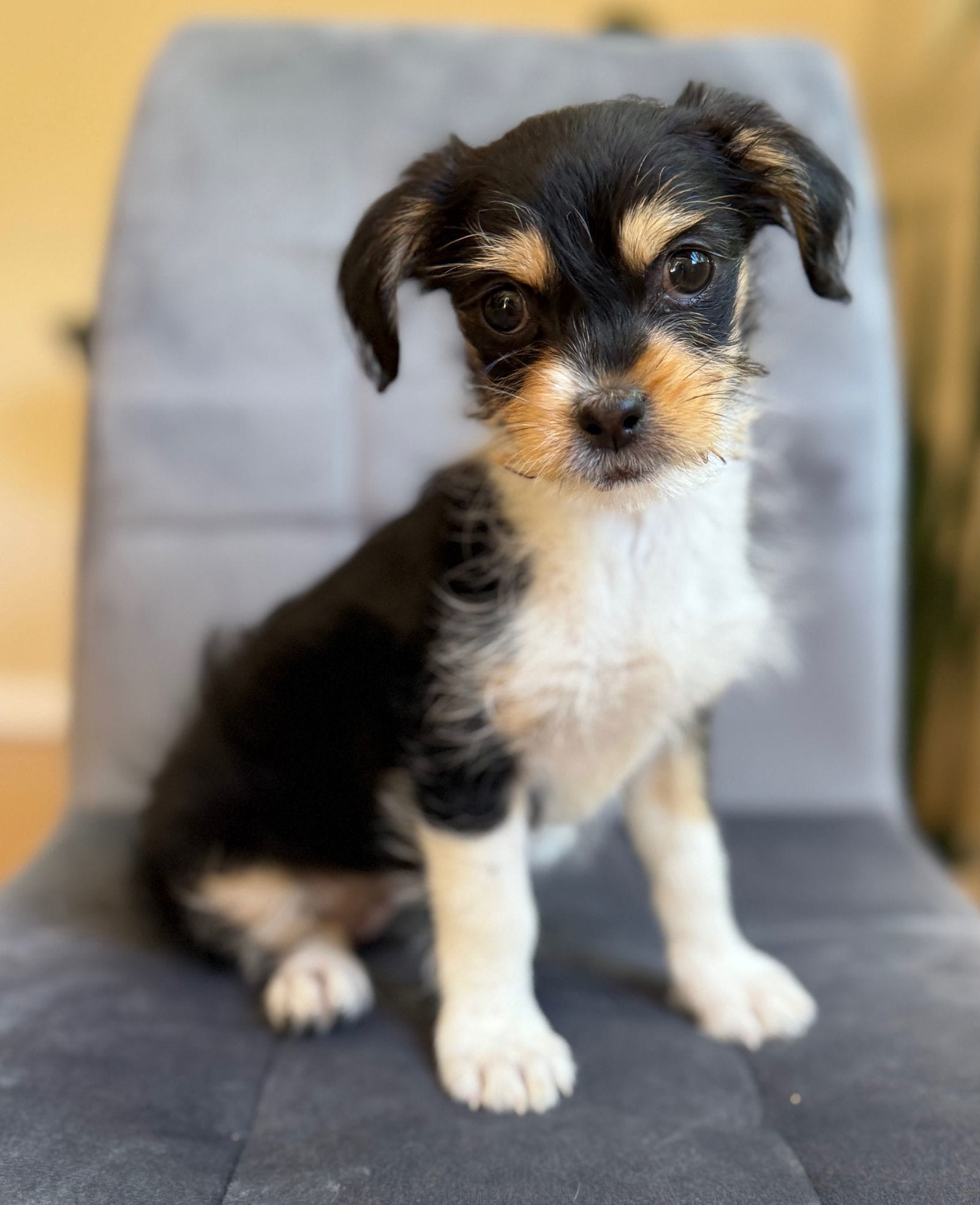 Adopt Yorkie Puppies Today - Pets TheCountyOffice