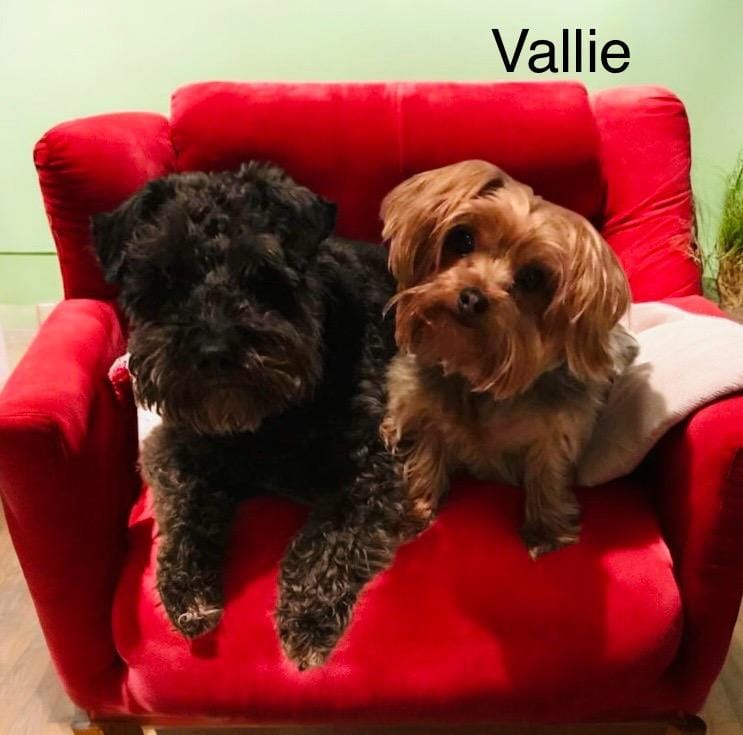 Adopt Bonded Pair Today - Find Paw Pal