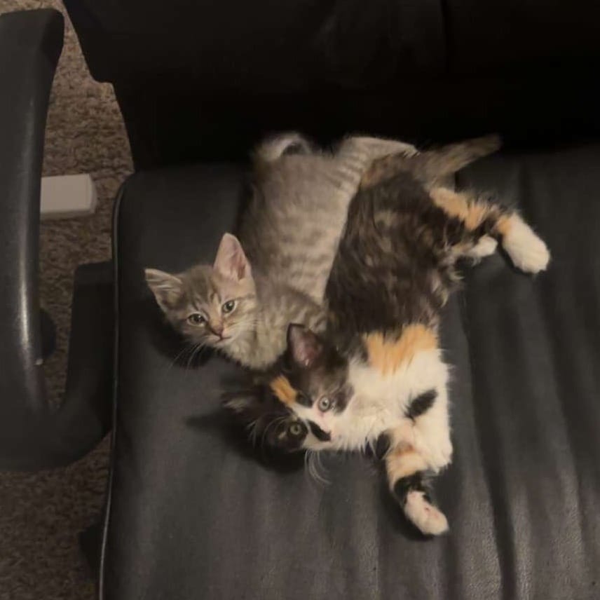 Central Missouri Humane Society in Columbia, MO - Find Paw Pal