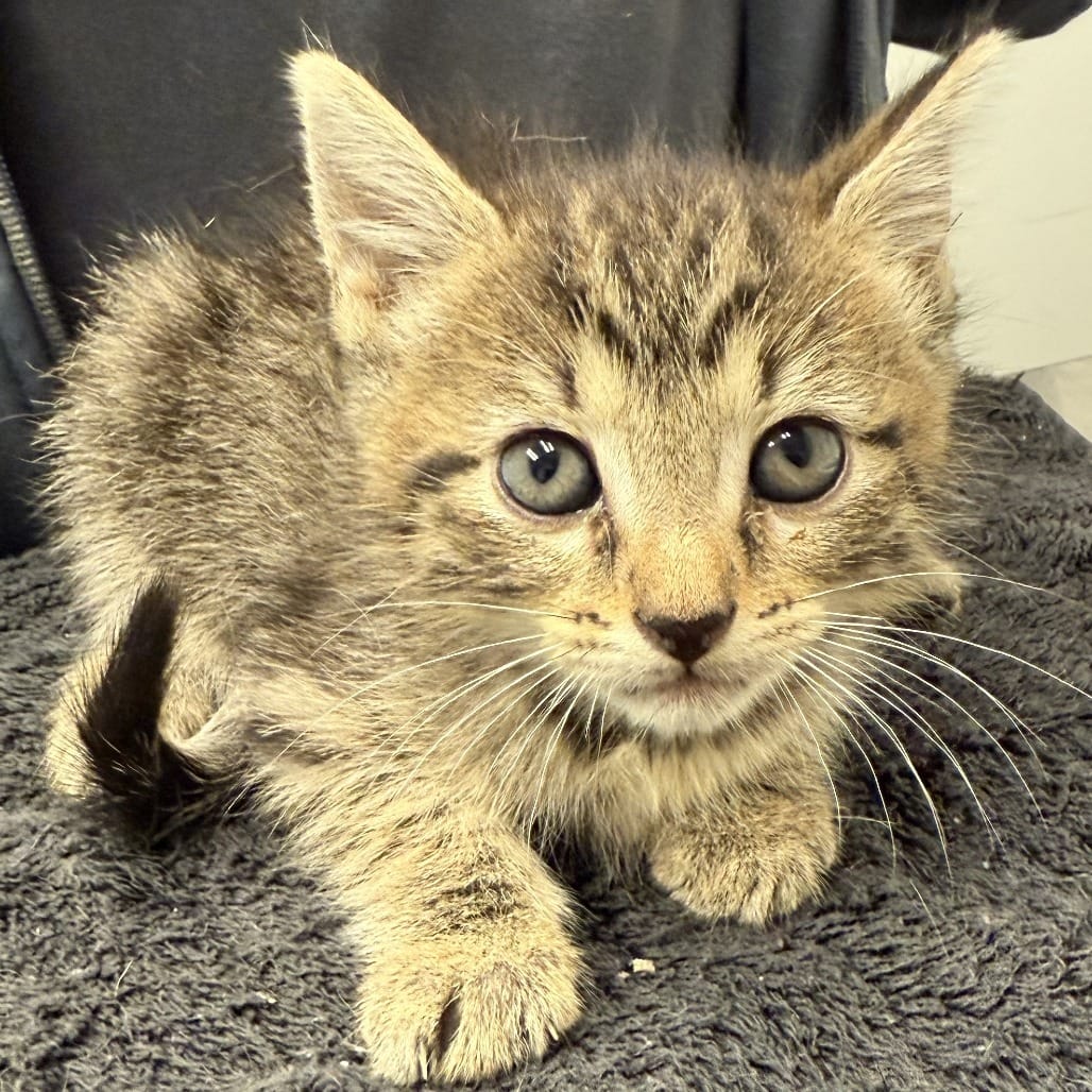 Adopt Lil Wayne Today - Find Paw Pal