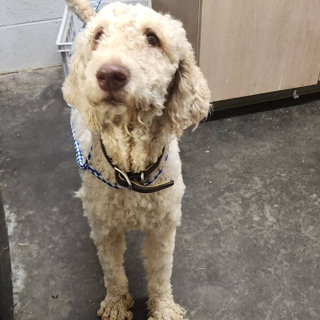 Adopt Calvin Today - Pets TheCountyOffice