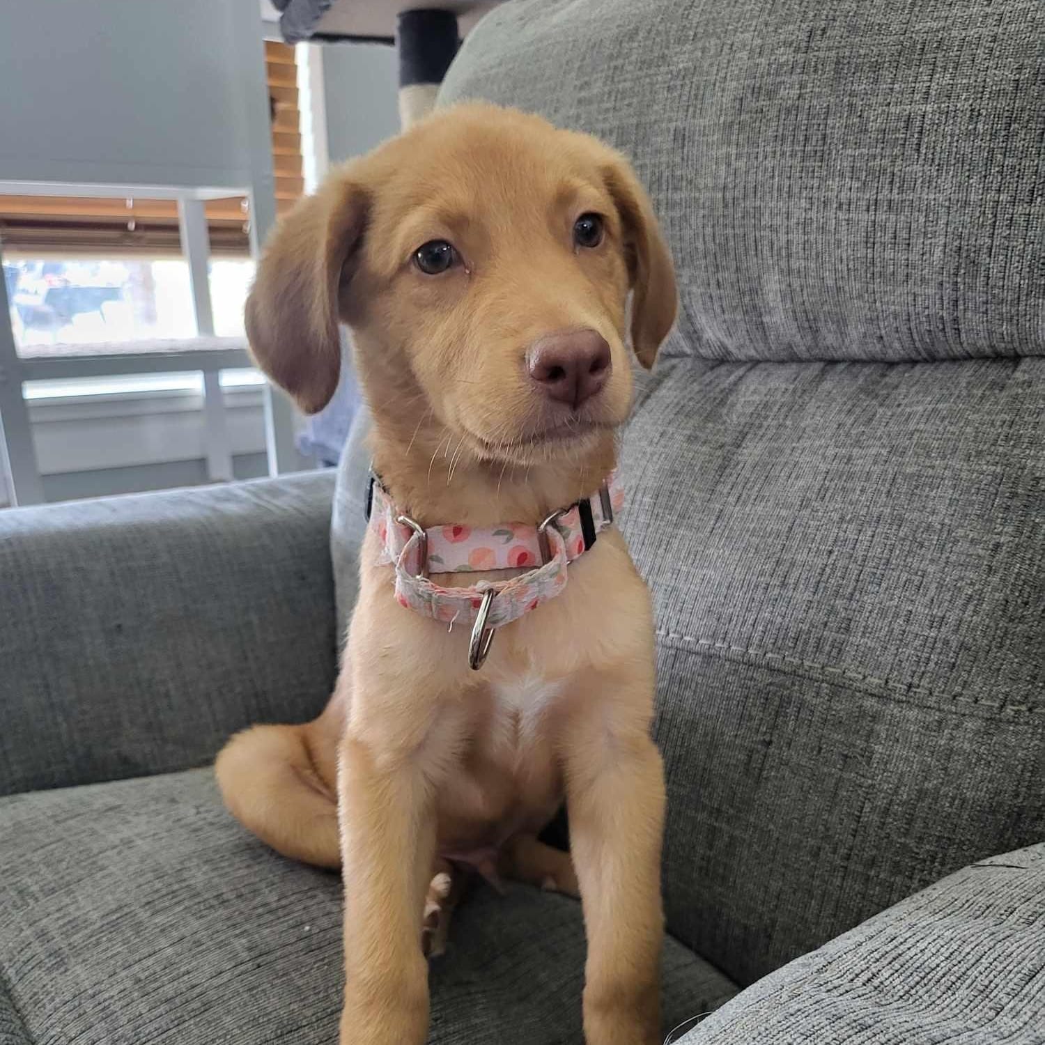 Adopt Kevin Today - Find Paw Pal
