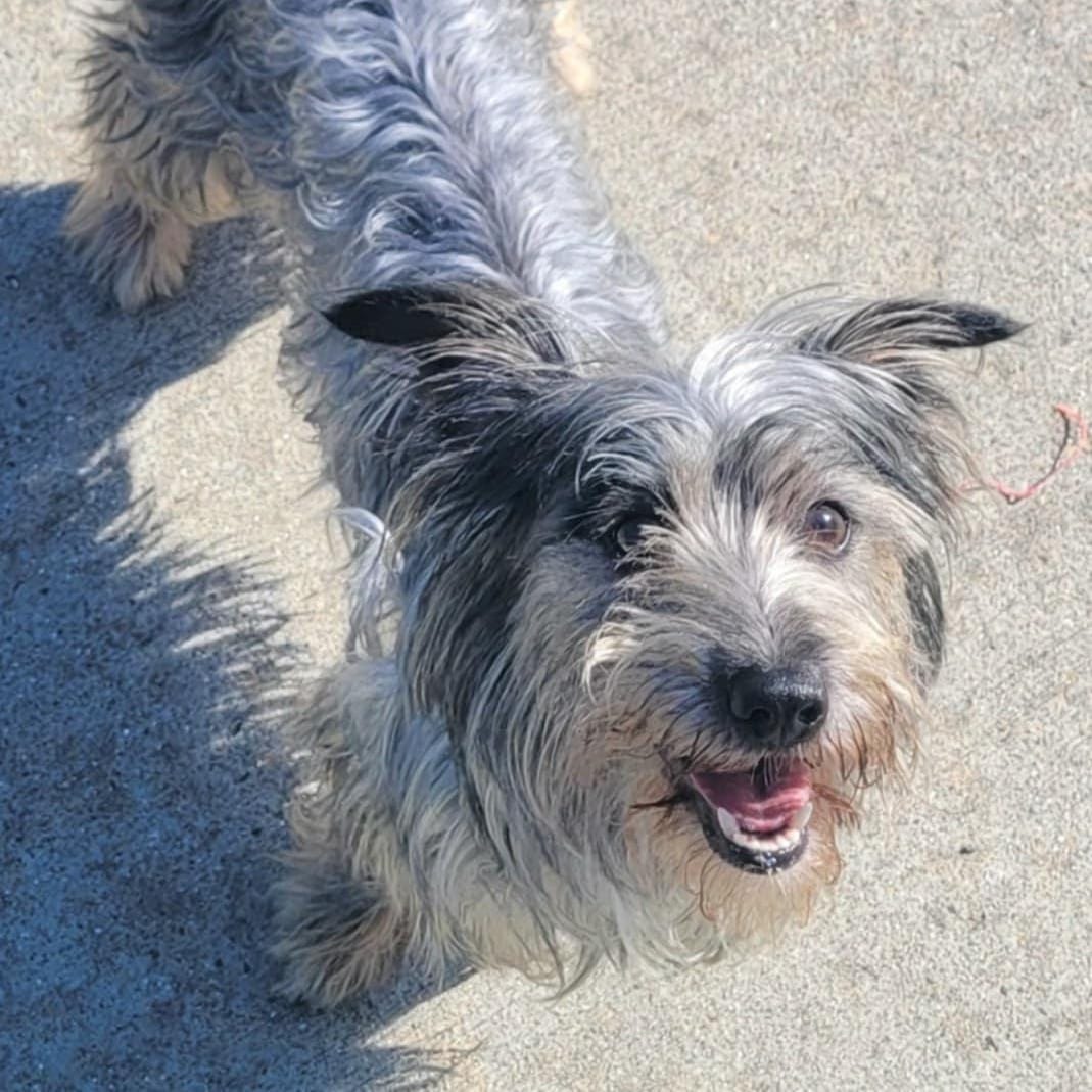 Adopt Apollo! Friendly Boy! Today - Find Paw Pal