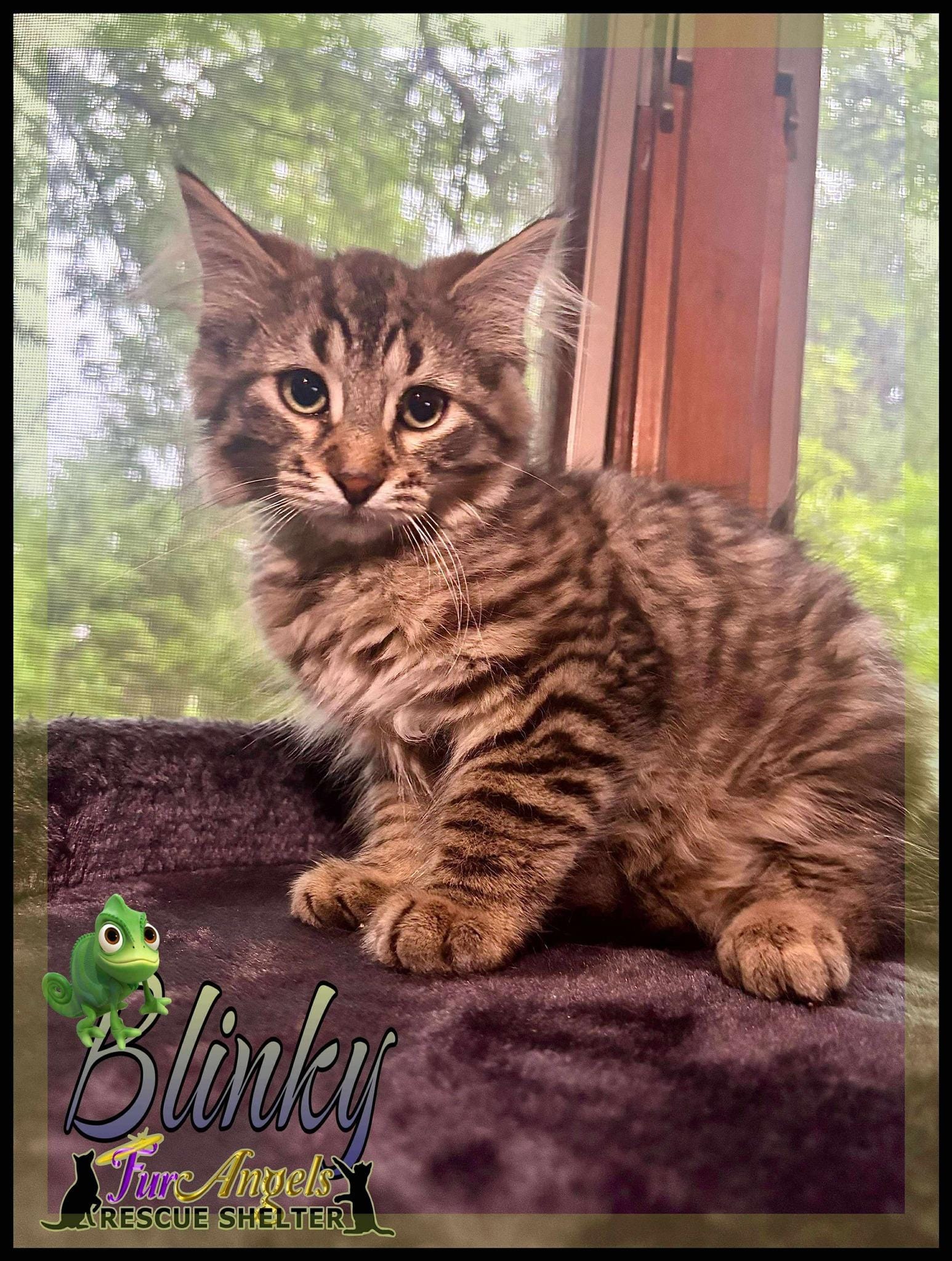 Adopt Blinky Today - Find Paw Pal