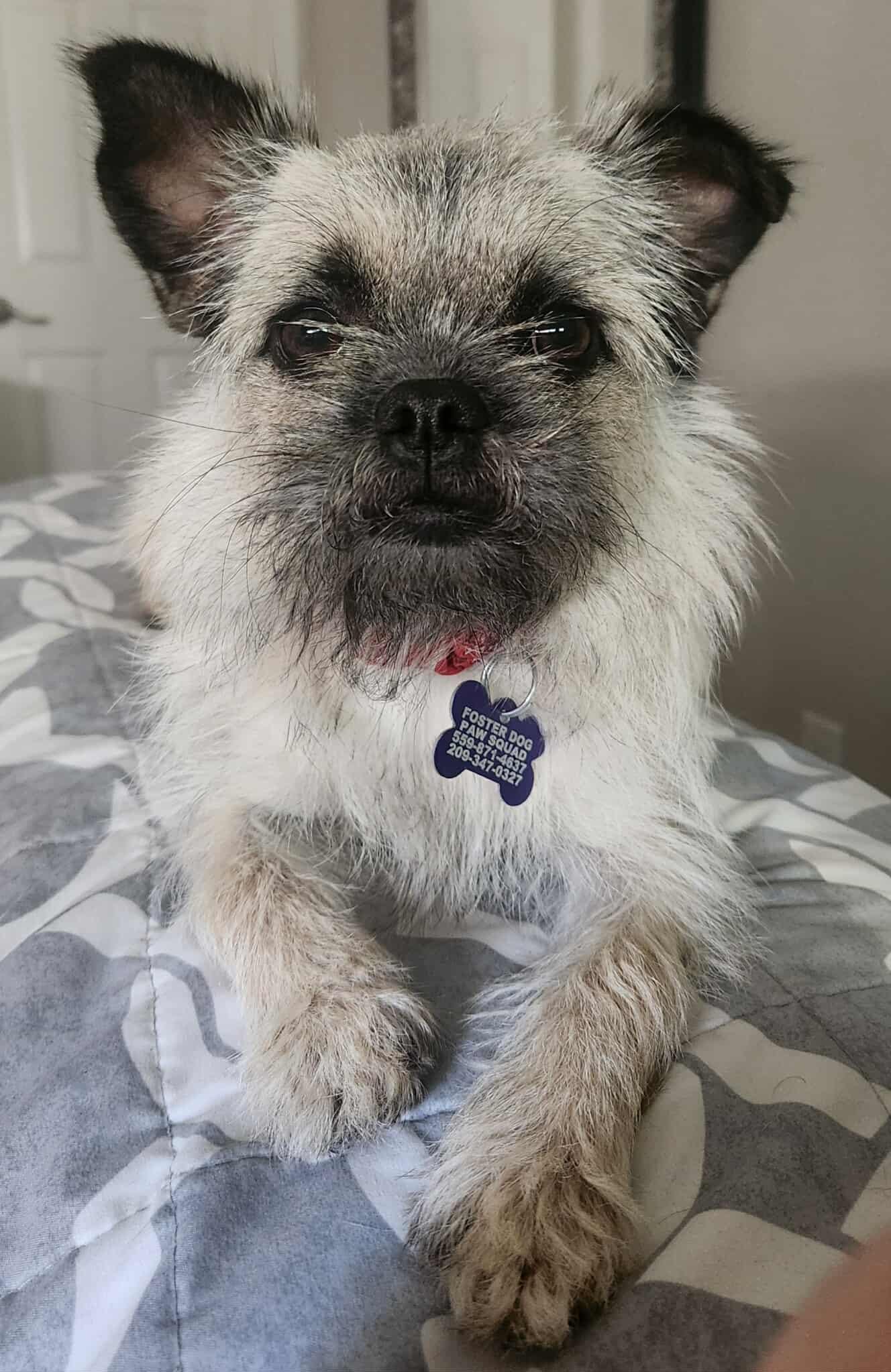 Adopt Heidi Today - Find Paw Pal