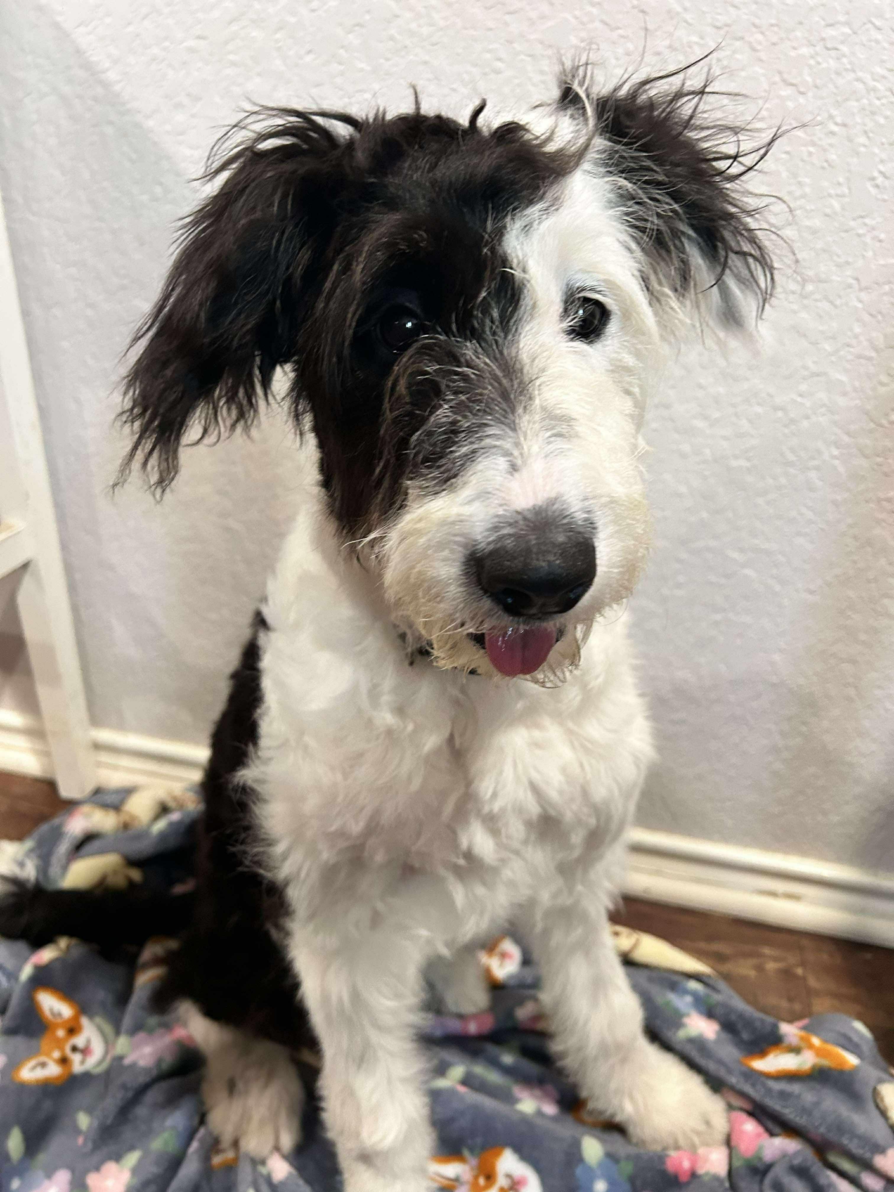 Adopt Kapri Today - Find Paw Pal