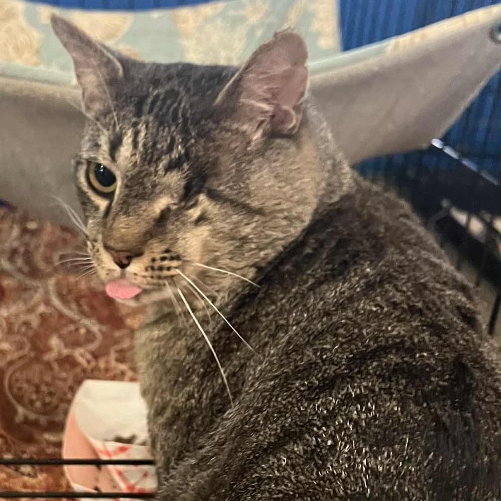 Adopt Arthur Today - Find Paw Pal