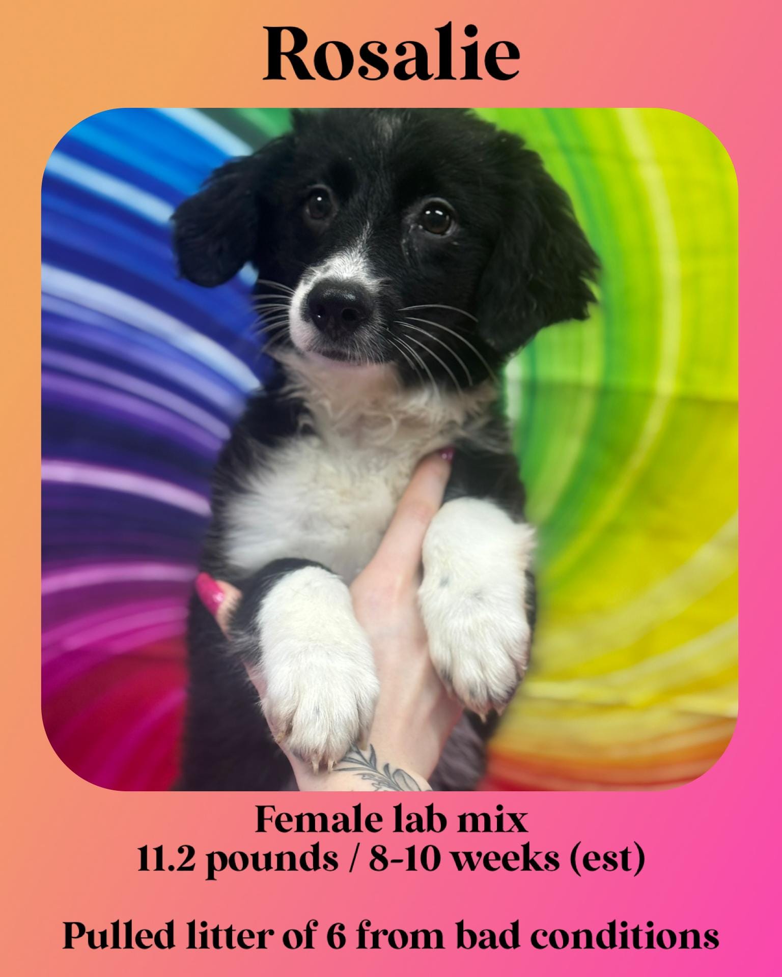 Adopt Rosalie Today - Find Paw Pal