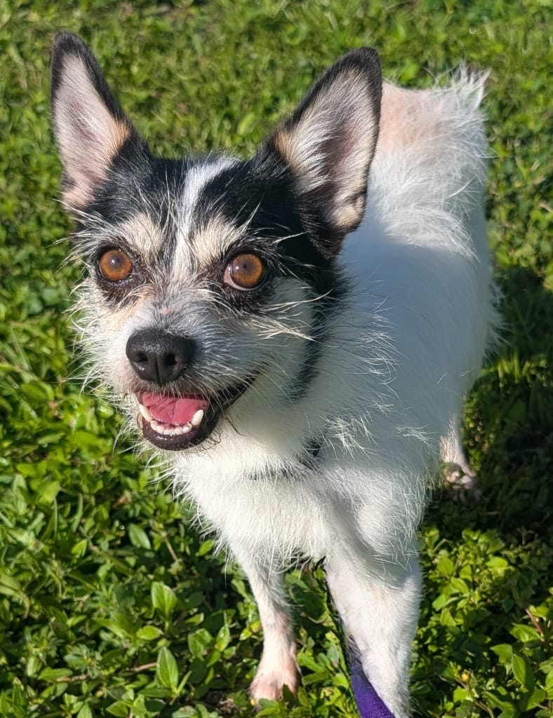 Adopt Suki-Adorable 14 lb Small Terrier! Today - Find Paw Pal