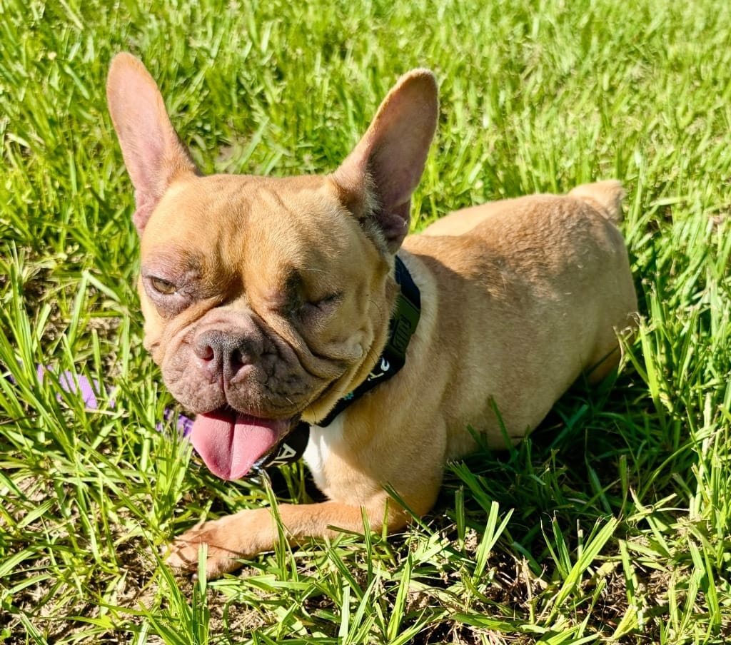 Adopt Gisele (aka Winky) Today - Find Paw Pal