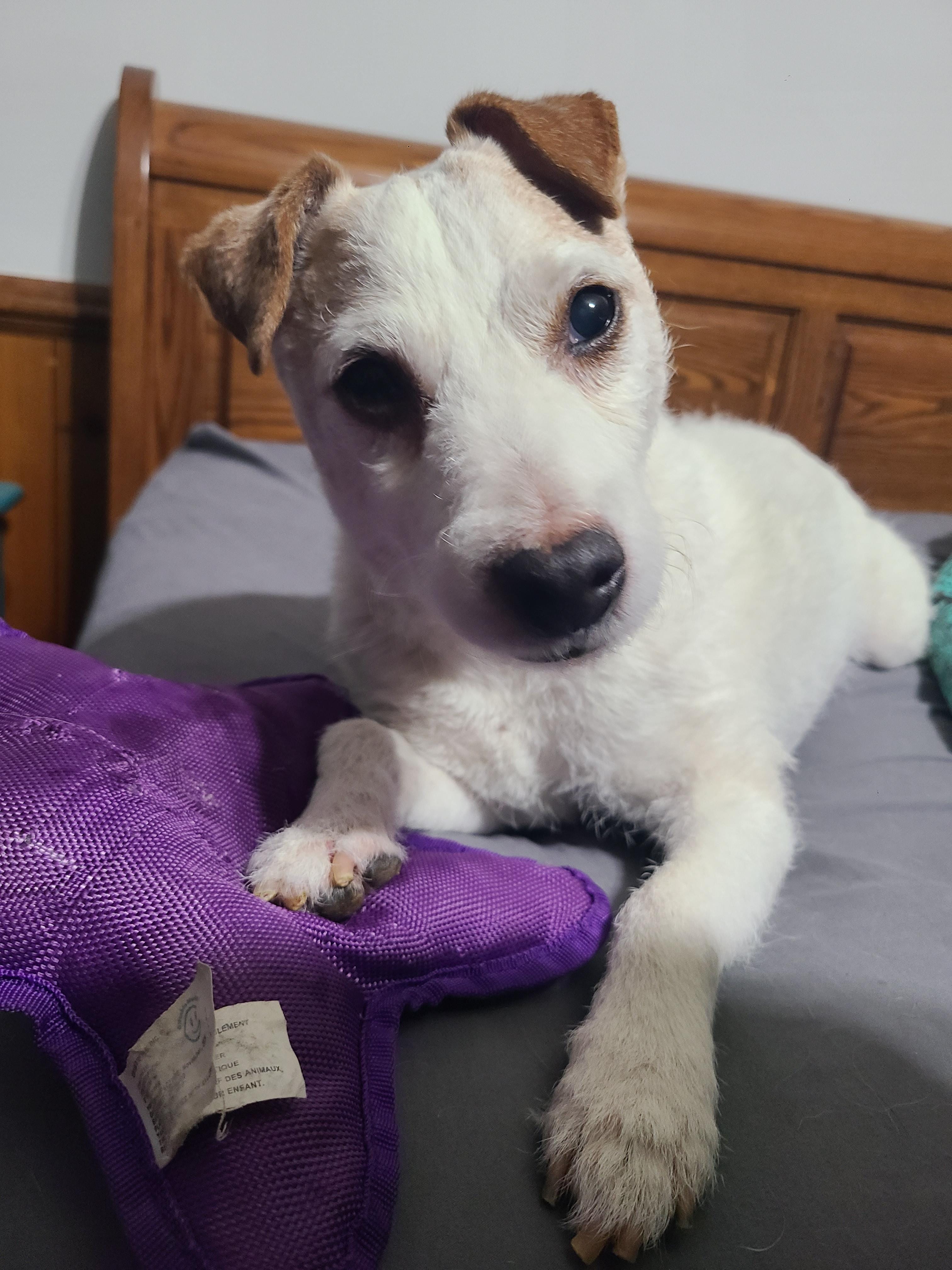 Adopt Bentley Today - Find Paw Pal