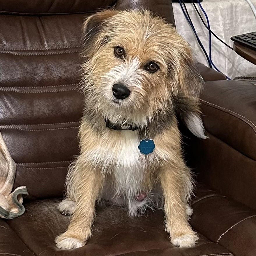 Adopt Coby Today - Find Paw Pal