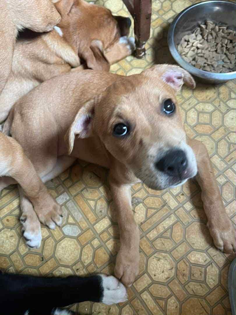 Adopt Puppies available Today - Find Paw Pal