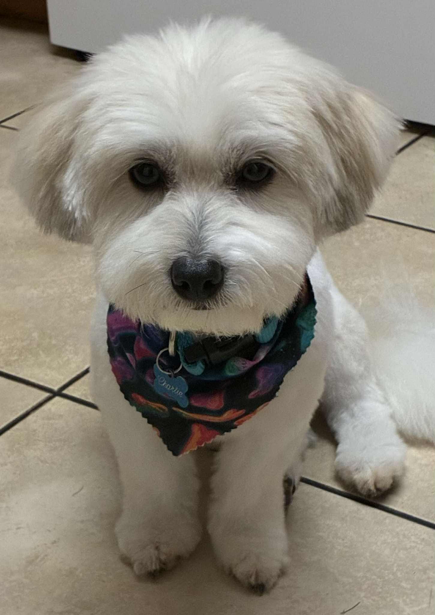 Adopt Charlie Today - Find Paw Pal