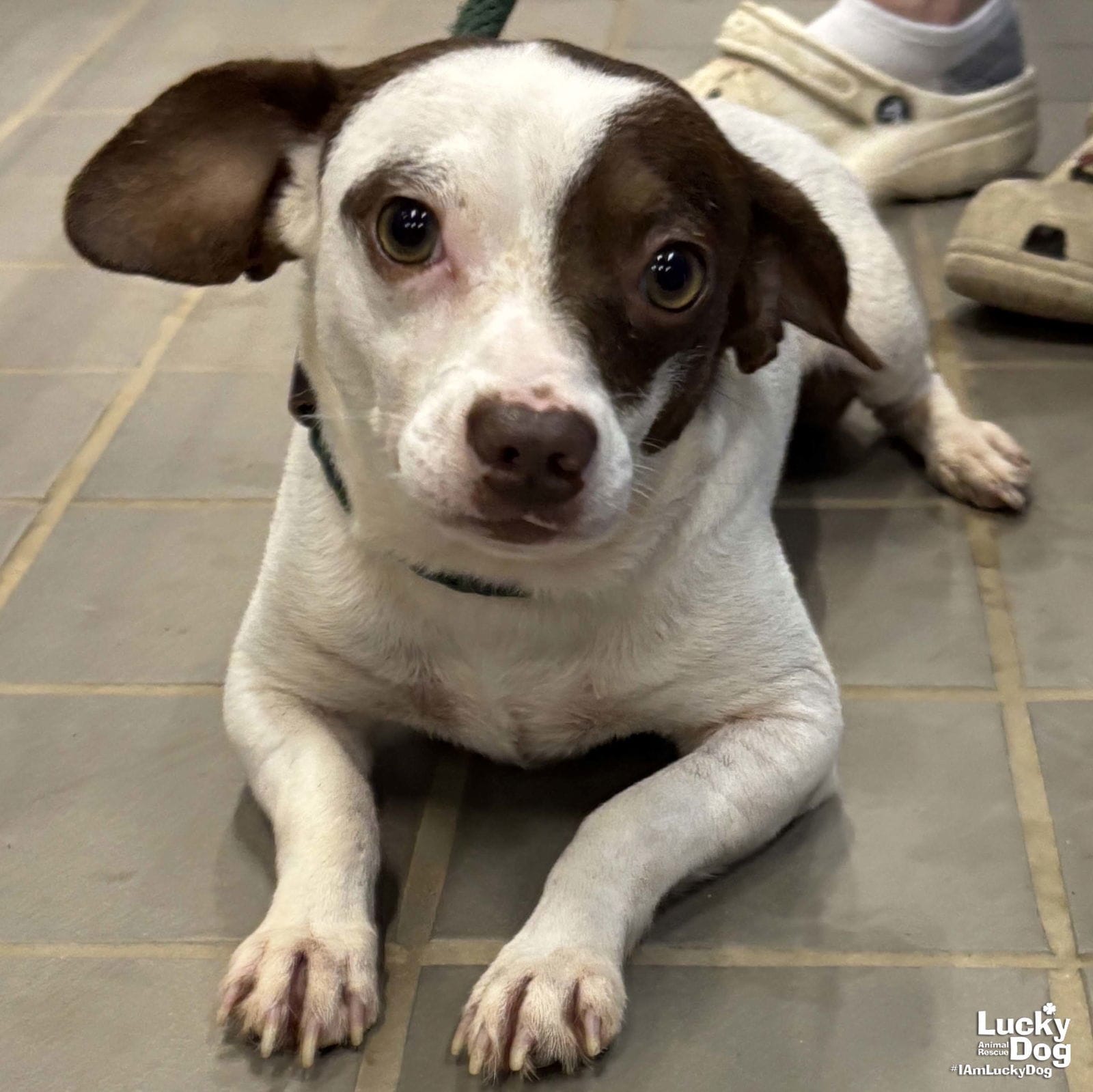 Adopt Chip Today - Pets TheCountyOffice