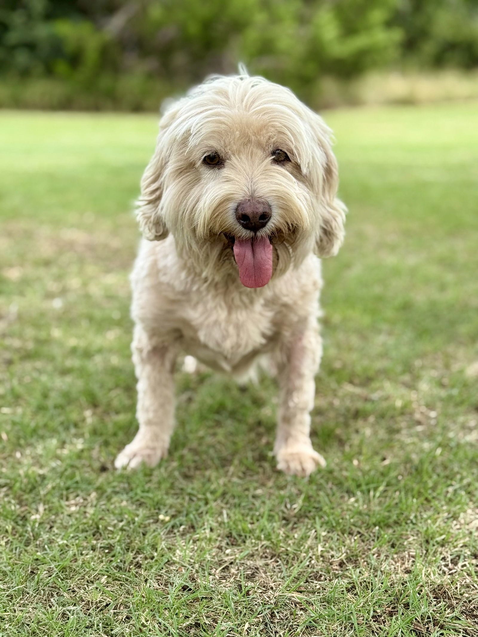 Adopt Coby Today - Find Paw Pal