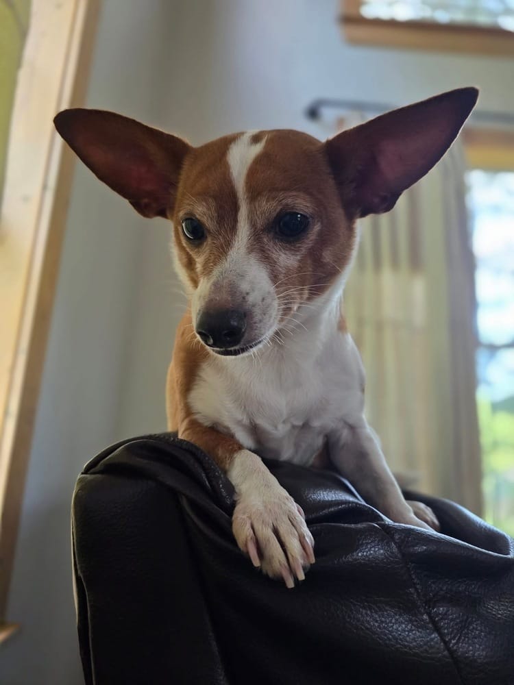 Adopt Harley Today - Find Paw Pal