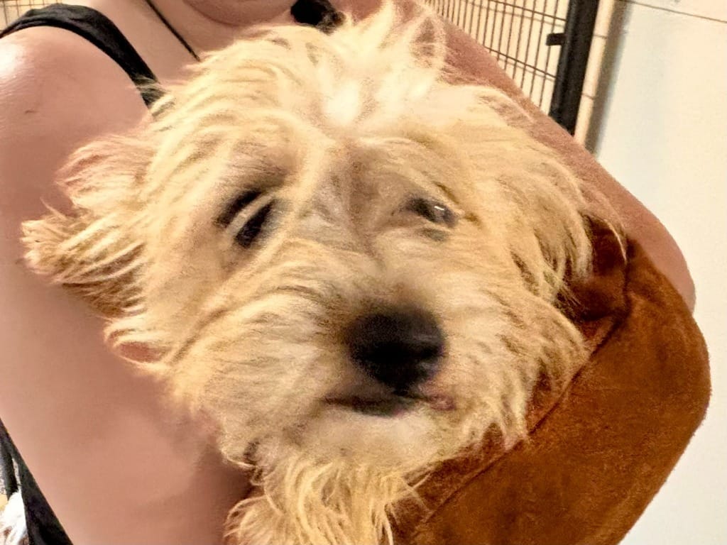 Adopt Fluffy Today - Find Paw Pal