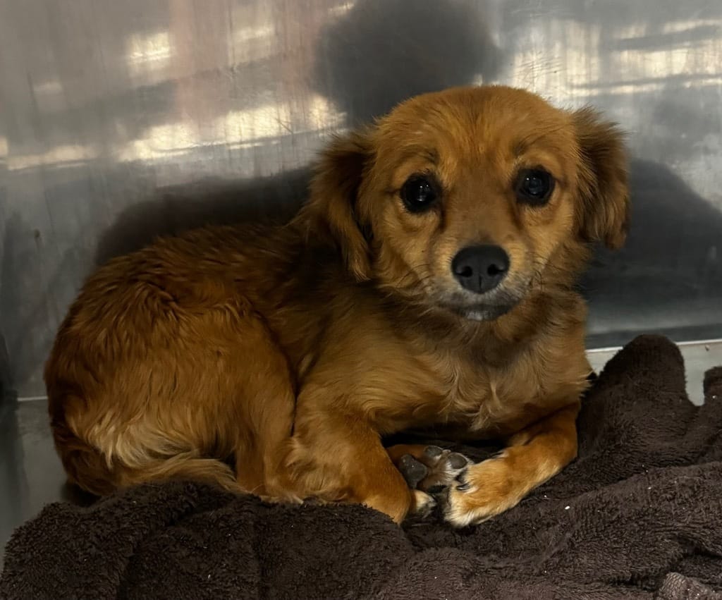 Adopt Willy Zilla Today - Find Paw Pal