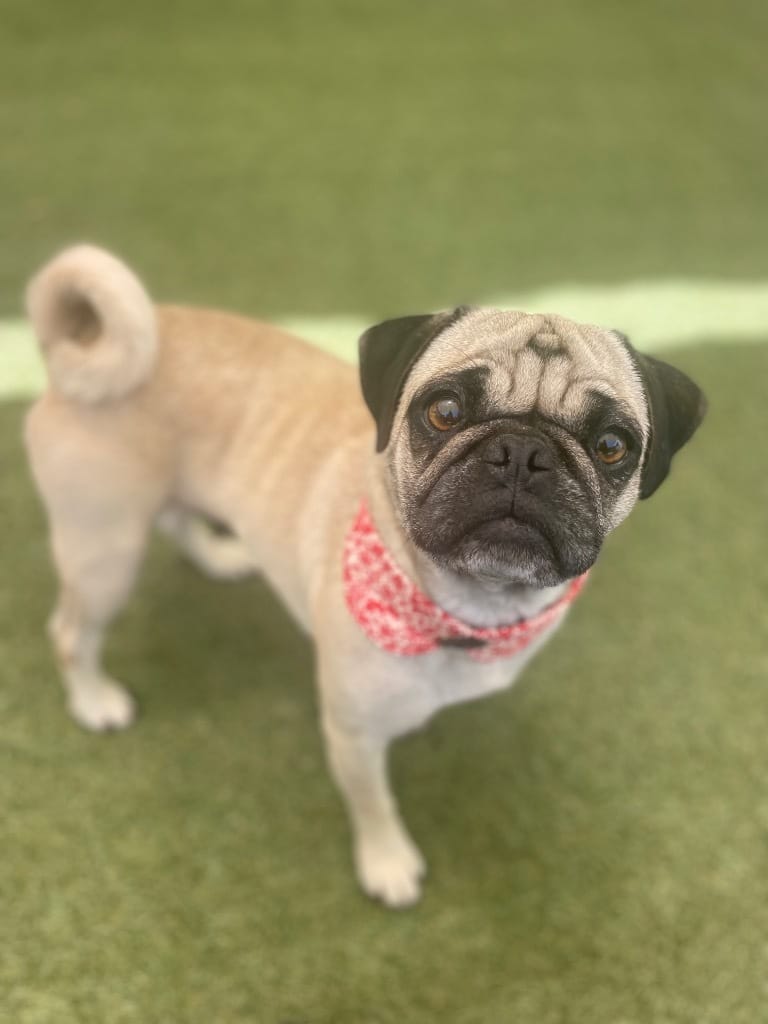 Adopt Coco Today - Pets TheCountyOffice