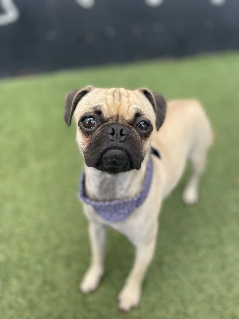 Adopt Toothless Today - Pets TheCountyOffice