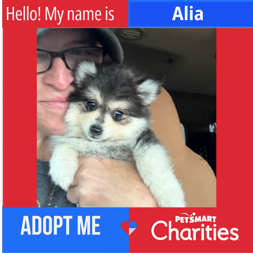 Adopt Amy Today - Pets TheCountyOffice