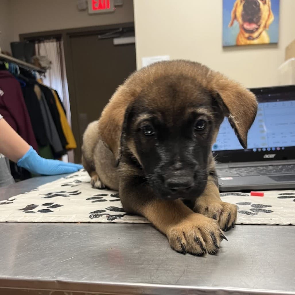 Adopt Gotoe Today - Pets TheCountyOffice