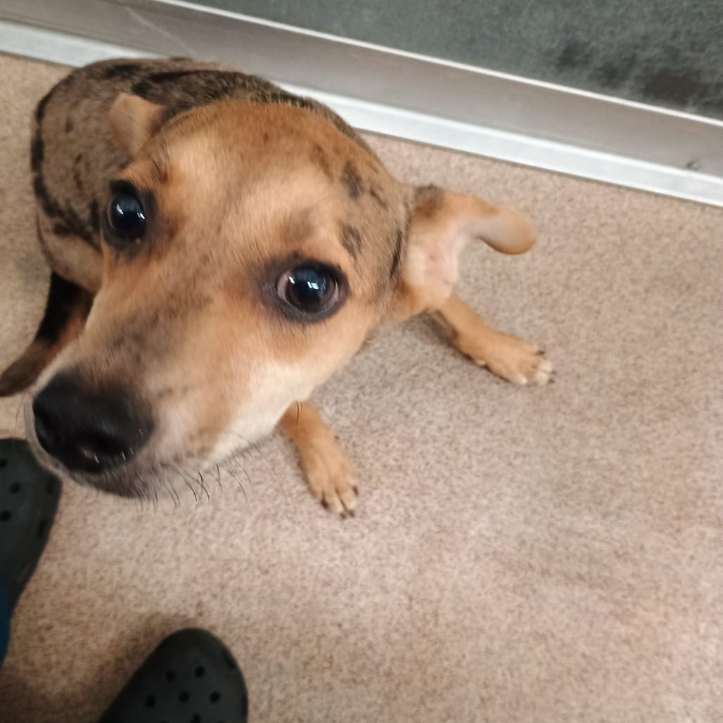 Adopt Marley Today - Find Paw Pal